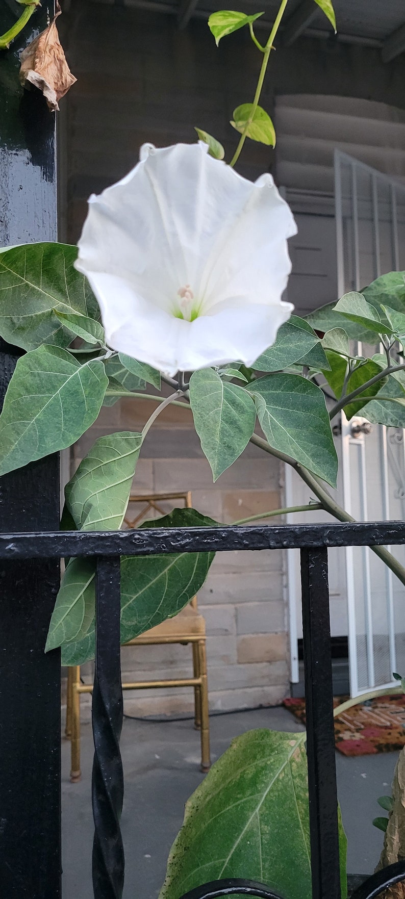 Moon Lily Seeds - Etsy