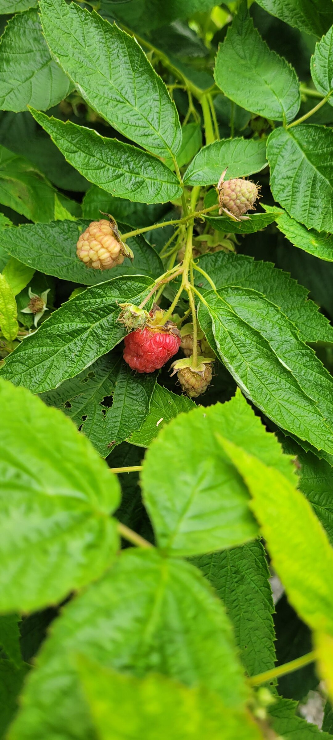 Red Raspberry Leaves - Etsy