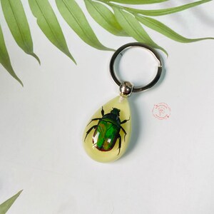 Handmade Insect Keyring,real Insects Beetles Scarab in Resin,glow Key ...