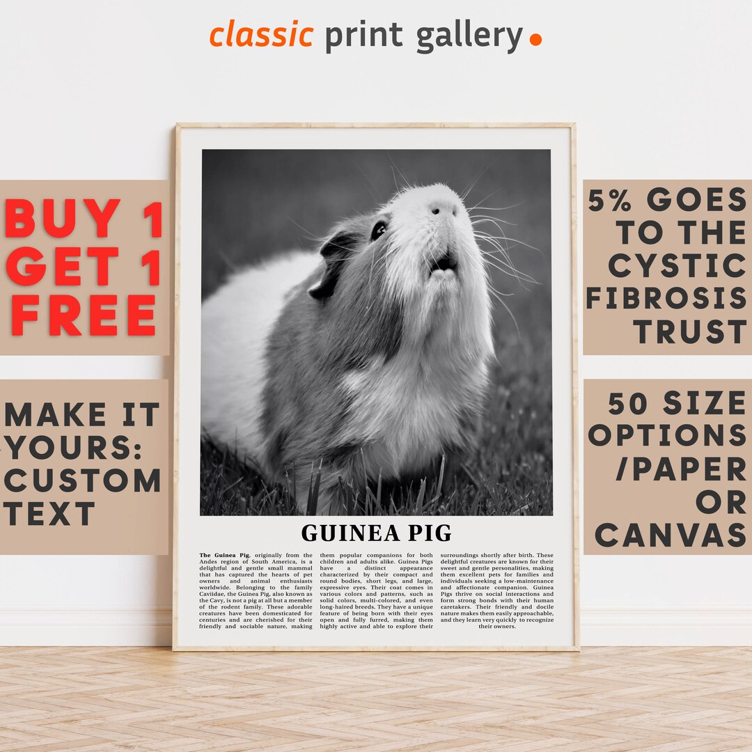 Guinea Pig Print, Guinea Pig Wall Art Poster, Black White Classroom ...