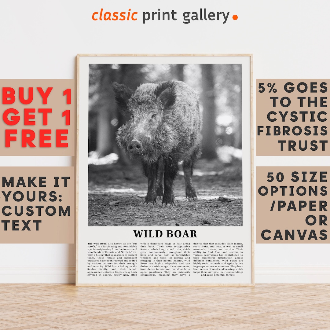 Wild Boar Print, Wild Boar Wall Art Poster, Black White Classroom ...