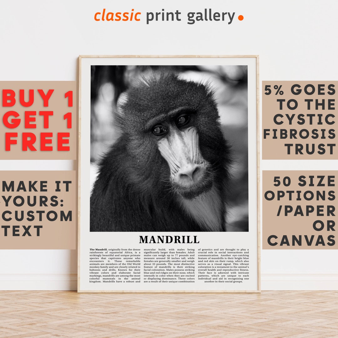 Mandrill Print, Mandrill Wall Art Poster, Black White Classroom Teacher ...