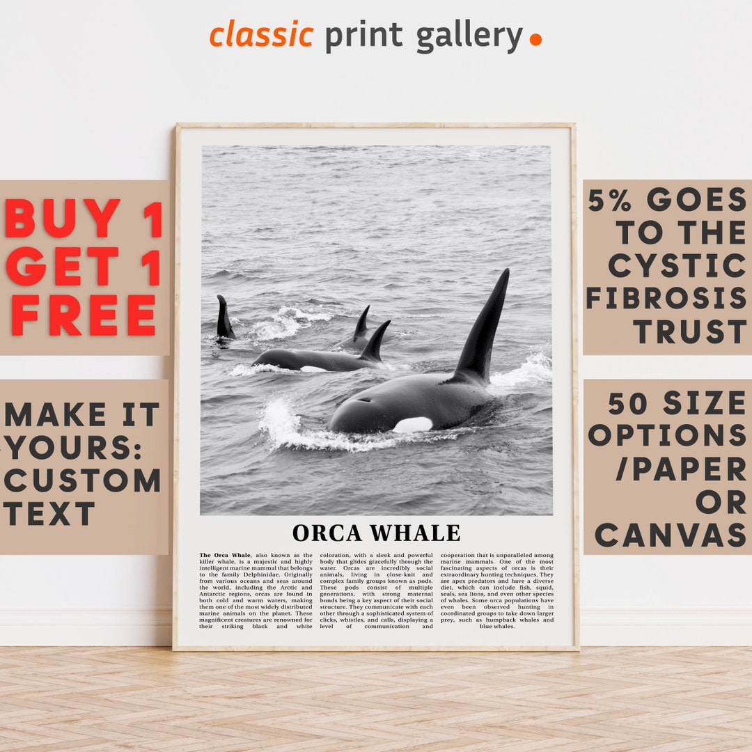 Orca Whale Print, Orca Whale Wall Art Poster, Black White Classroom ...