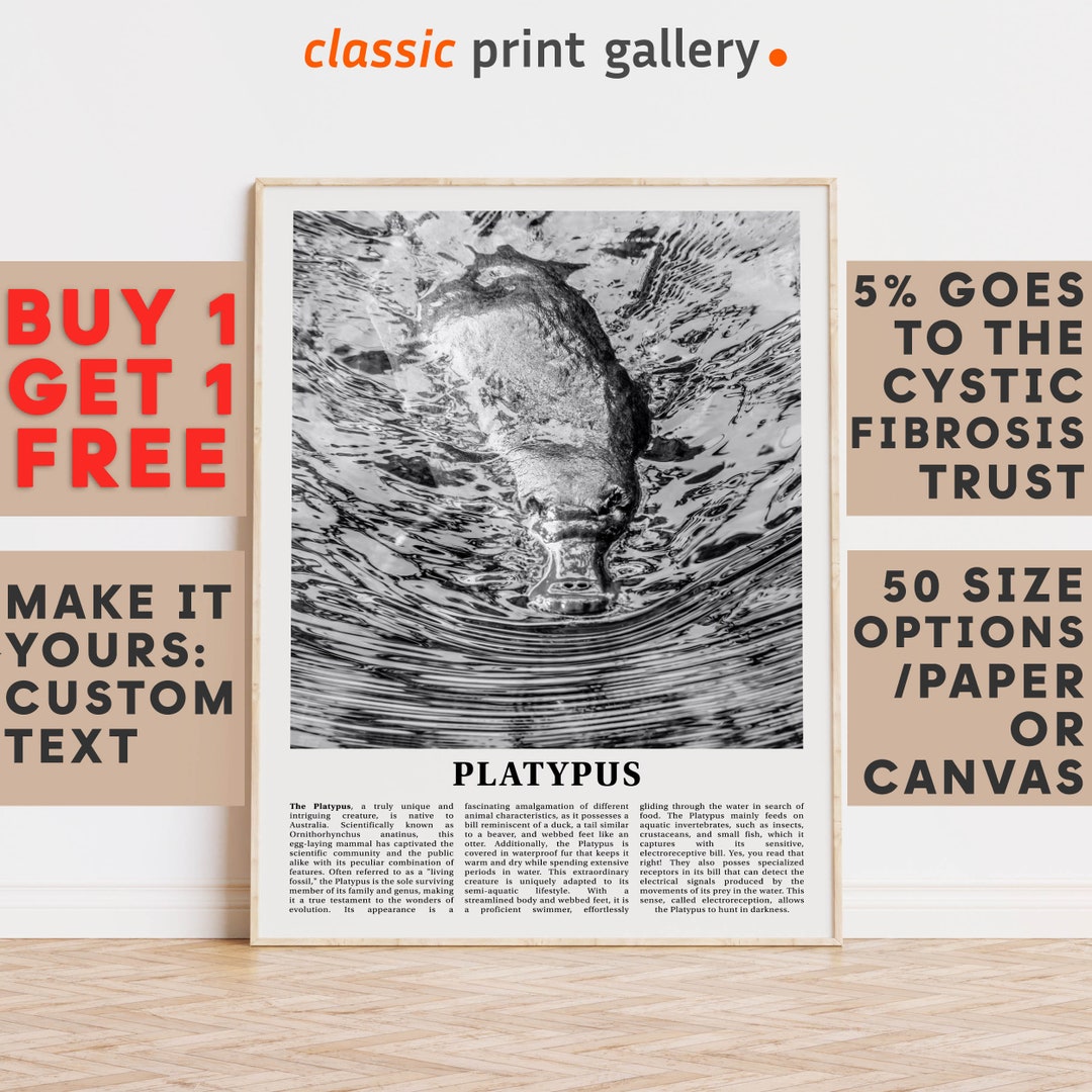 Platypus Print, Platypus Wall Art Poster, Black White Classroom Teacher ...