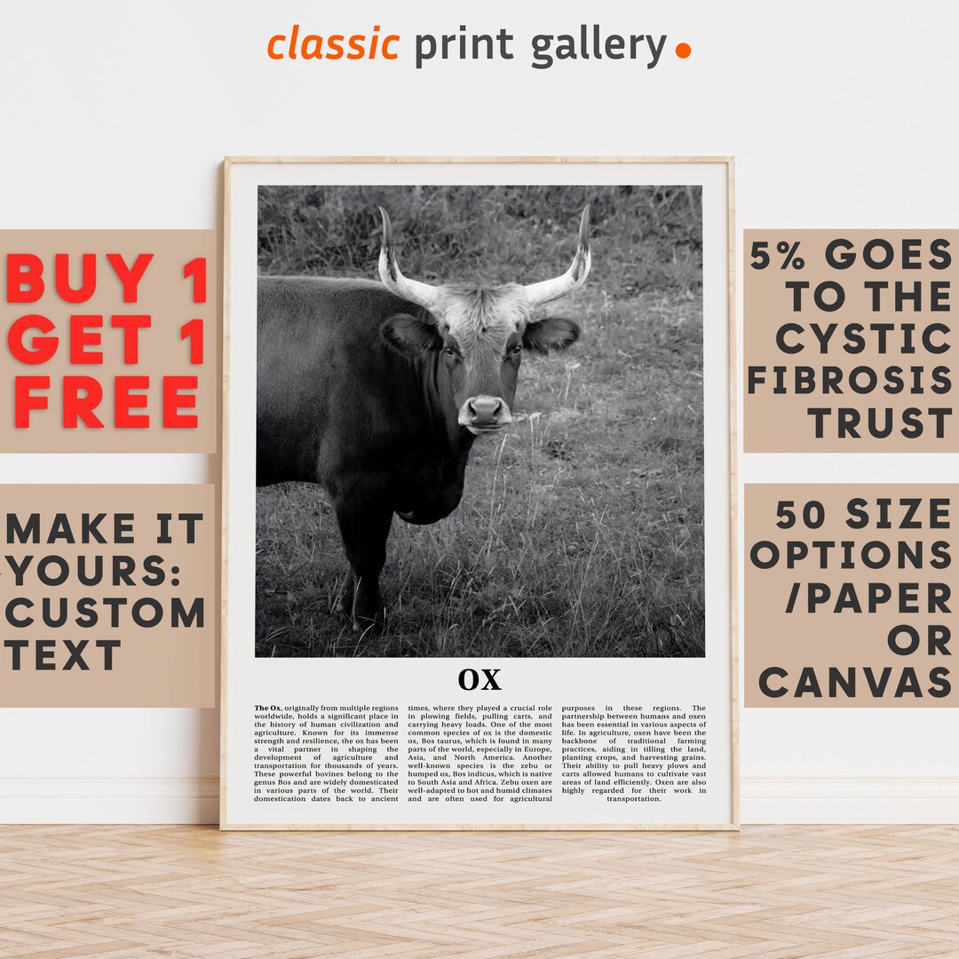 Ox Print, Ox Wall Art Poster, Black White Classroom Teacher Gift ...