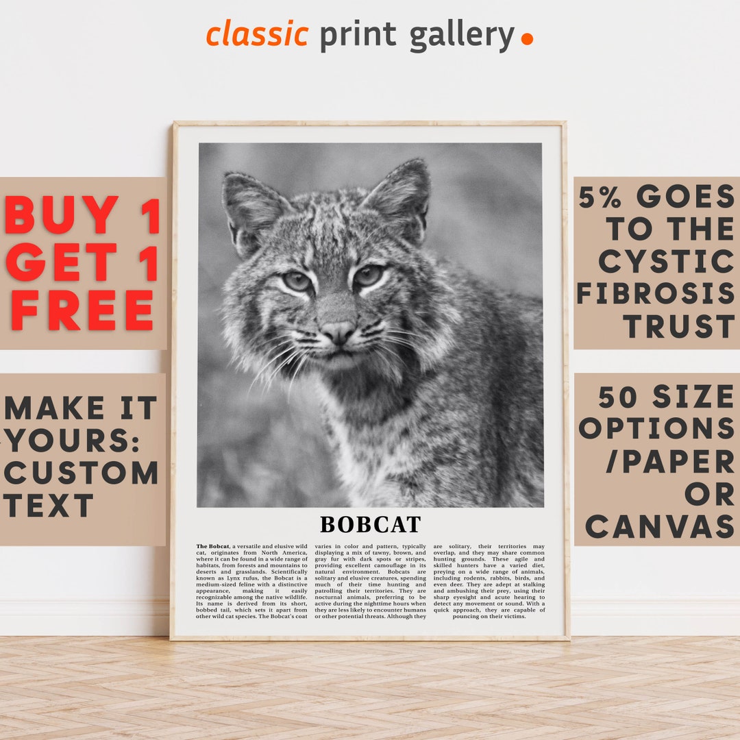Bobcat Print, Bobcat Wall Art Poster, Black White Classroom Teacher ...