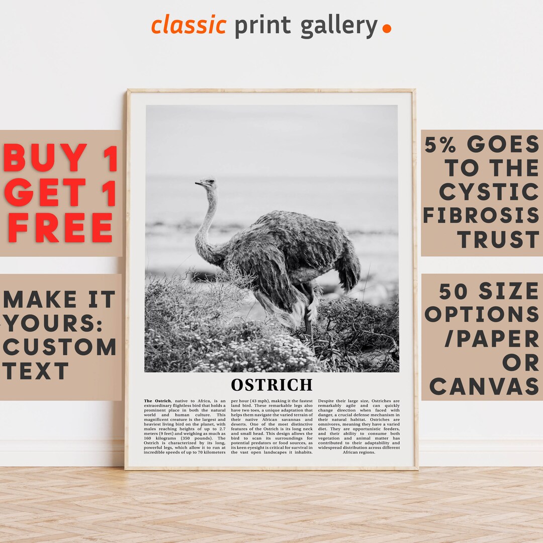 Ostrich Print, Ostrich Wall Art Poster, Black White Classroom Teacher ...