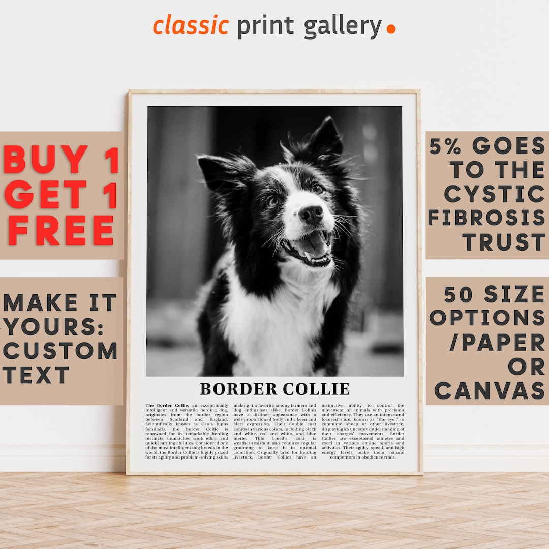 Border Collie Print, Border Collie Wall Art Poster, Black White ...