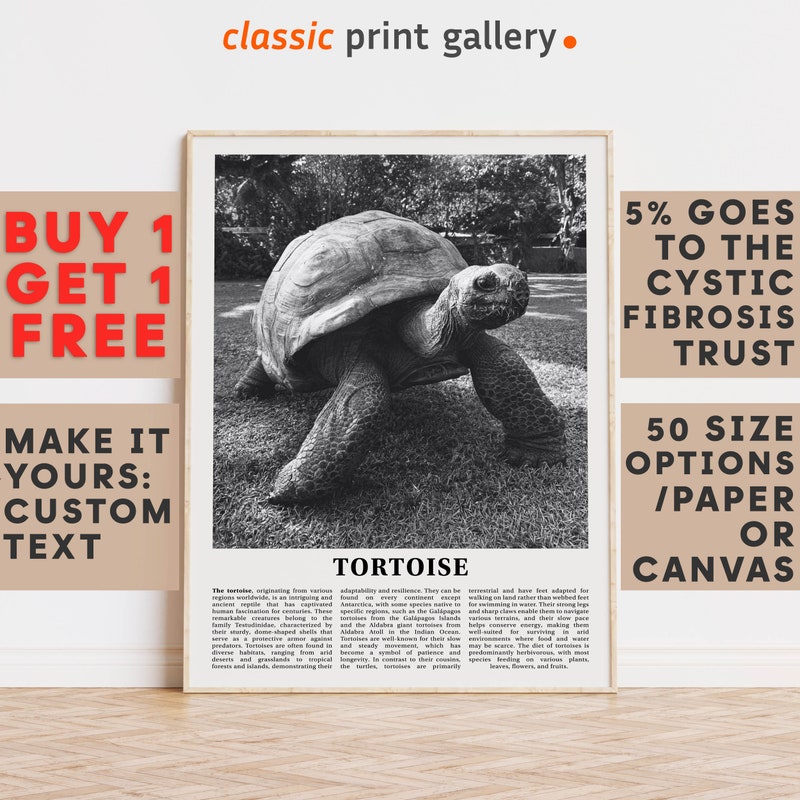 Tortoise Painting - Etsy UK