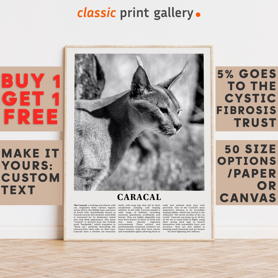 Caracal Print, Caracal Wall Art Poster, Black White Classroom Teacher ...