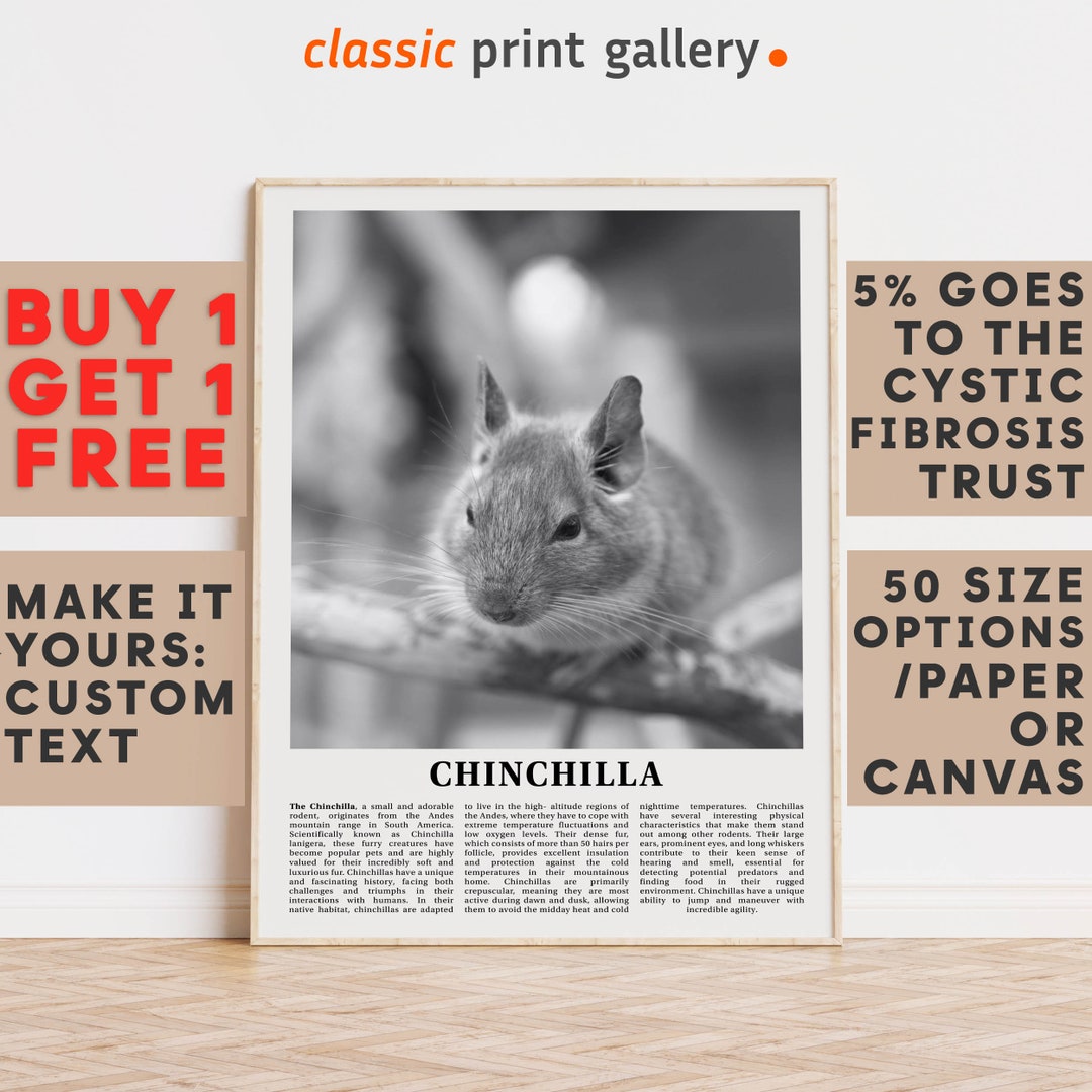 Chinchilla Print, Chinchilla Wall Art Poster, Black White Classroom ...
