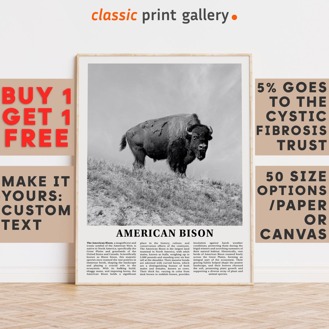 American Bison Print, American Bison Wall Art Poster, Black White ...