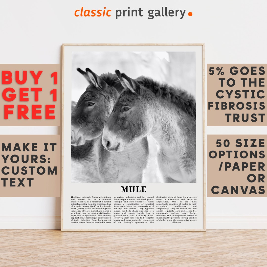Mule Print, Mule Wall Art Poster, Black White Classroom Teacher Gift ...