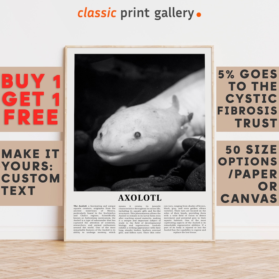 Axolotl Print, Axolotl Wall Art Poster, Black White Classroom Teacher ...