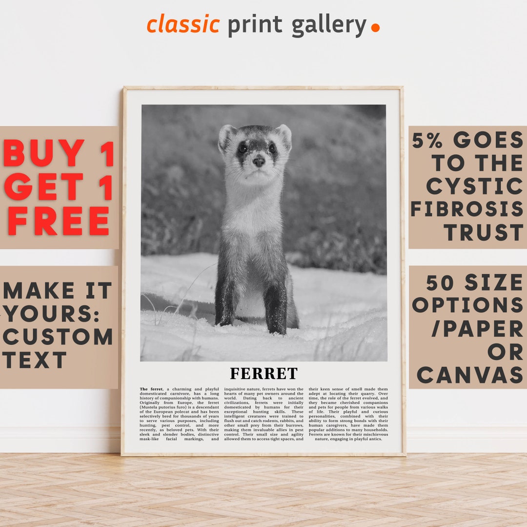 Ferret Print, Ferret Wall Art Poster, Black White Classroom Teacher ...