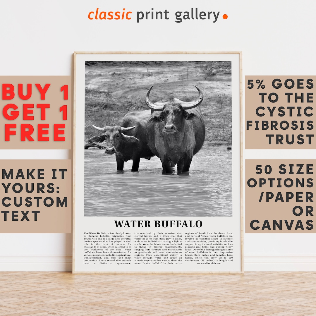 Water Buffalo Print, Water Buffalo Wall Art Poster, Black White ...