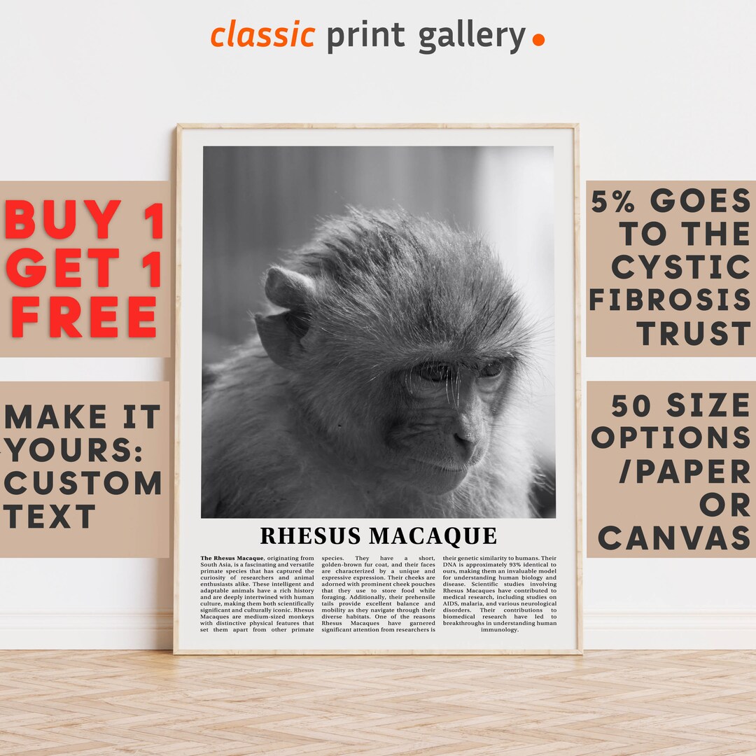 Rhesus Macaque Print, Rhesus Macaque Wall Art Poster, Black White ...