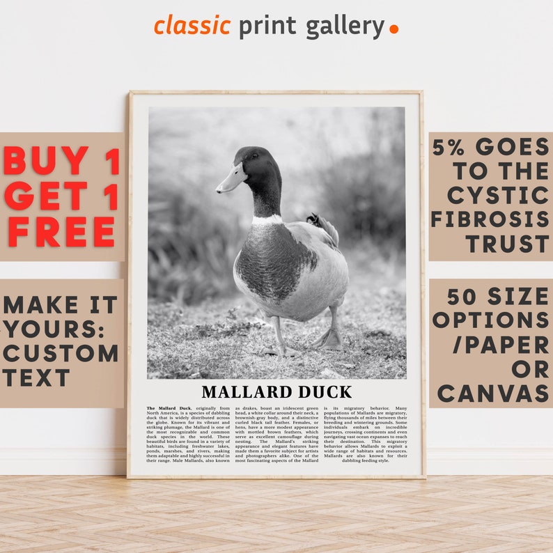 Mallard Duck Print, Mallard Duck Wall Art Poster, Black White Classroom ...