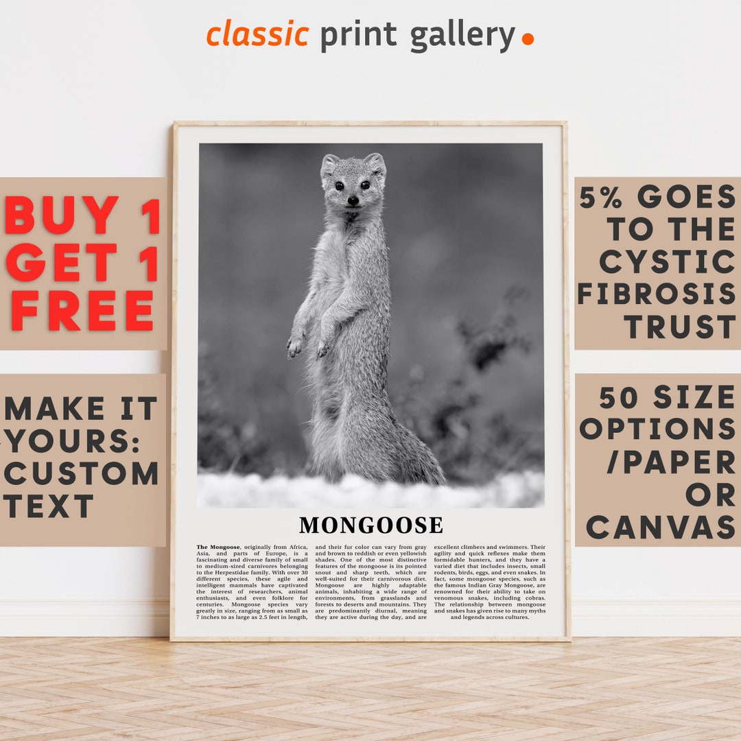 Mongoose Print, Mongoose Wall Art Poster, Black White Classroom Teacher Gift Present Kids Room ...