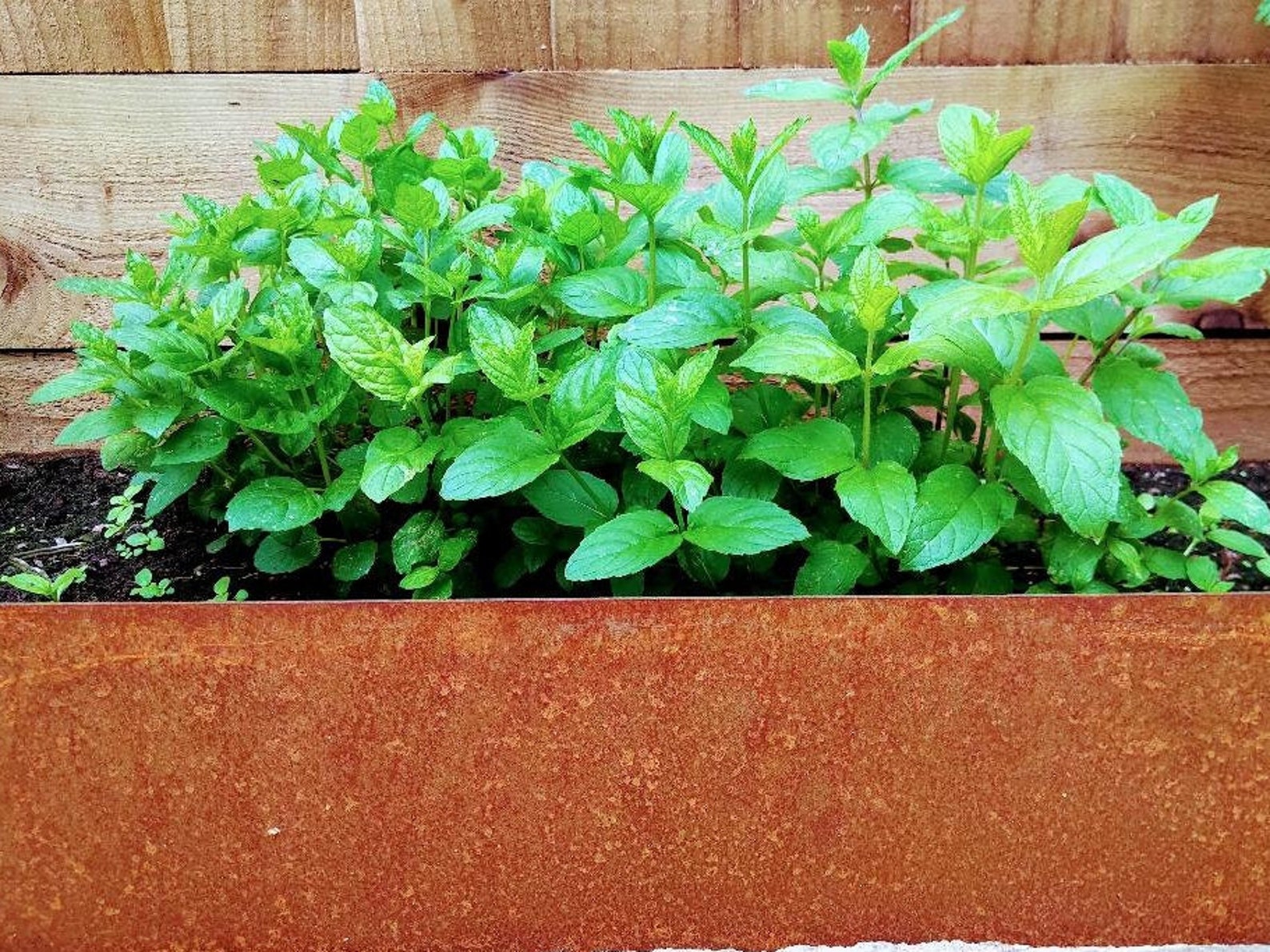 Corten Steel Lawn Edging, Rustic Garden Path Border, Made in England ...