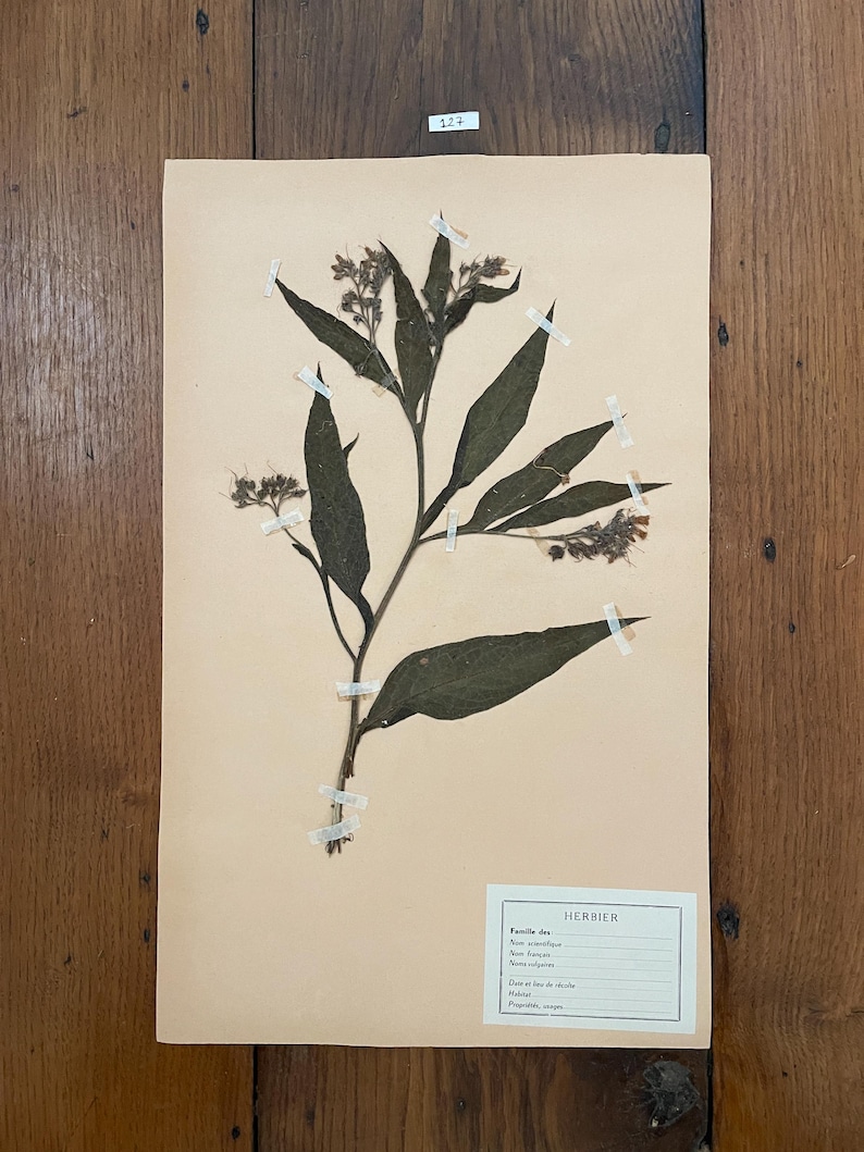 Antique 20th Century French HERBARIUM Page, Vintage Real Pressed Plants ...
