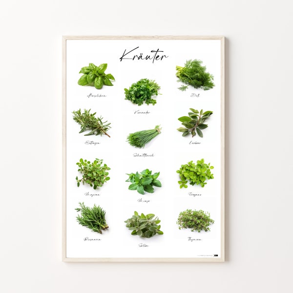 Herbs Poster - Etsy Canada