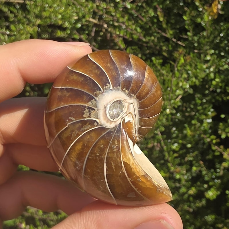 Chambered Nautilus - Etsy