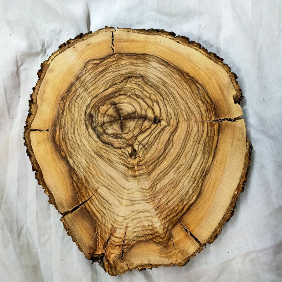 Olive Wood Slabs Various Sizes, Olive Wood Slices With Bark, Olive Wood ...