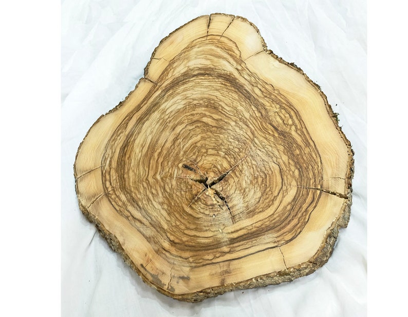 Olive Wood Slabs Various Sizes, Olive Wood Slices With Bark, Olive Wood ...