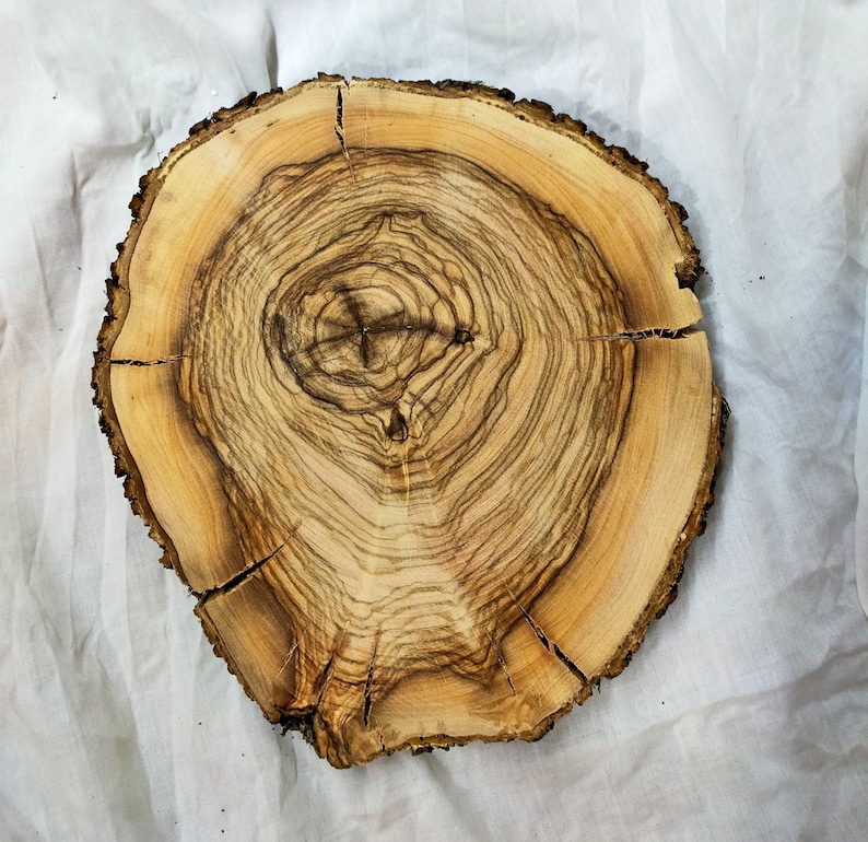 Olive Wood Slabs Various Sizes, Olive Wood Slices With Bark, Olive Wood ...