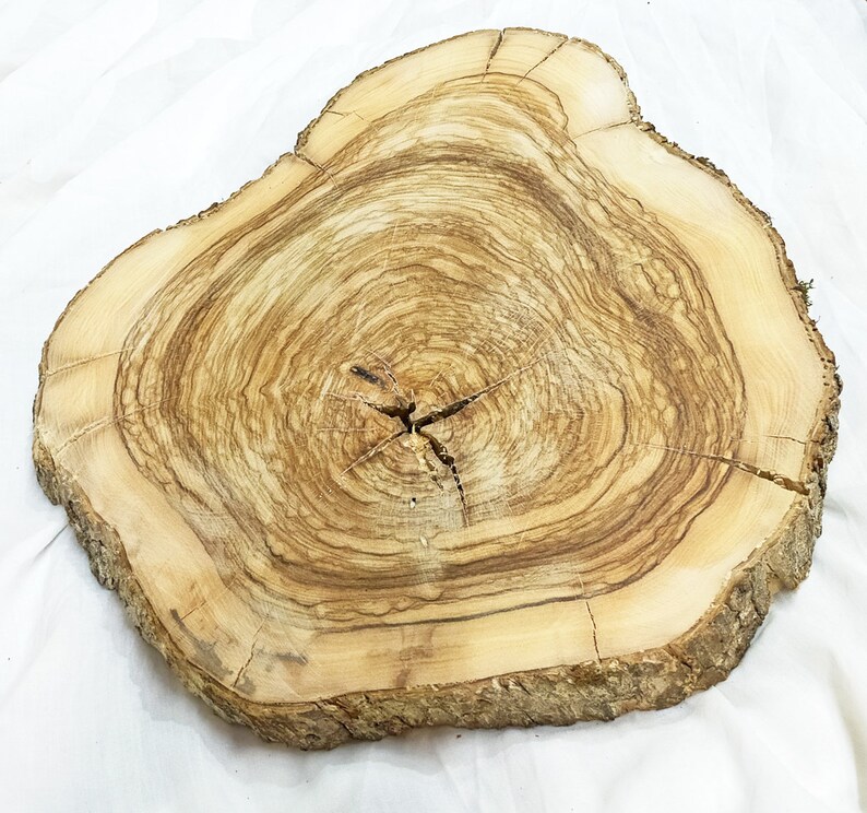 Olive Wood Slabs Various Sizes, Olive Wood Slices With Bark, Olive Wood ...
