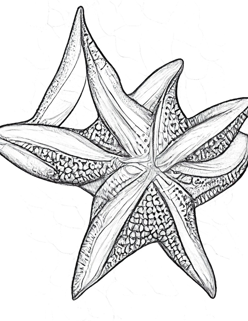 Starfish Colouring Pages - Big Bundle of 10 Images to Print and Colour ...