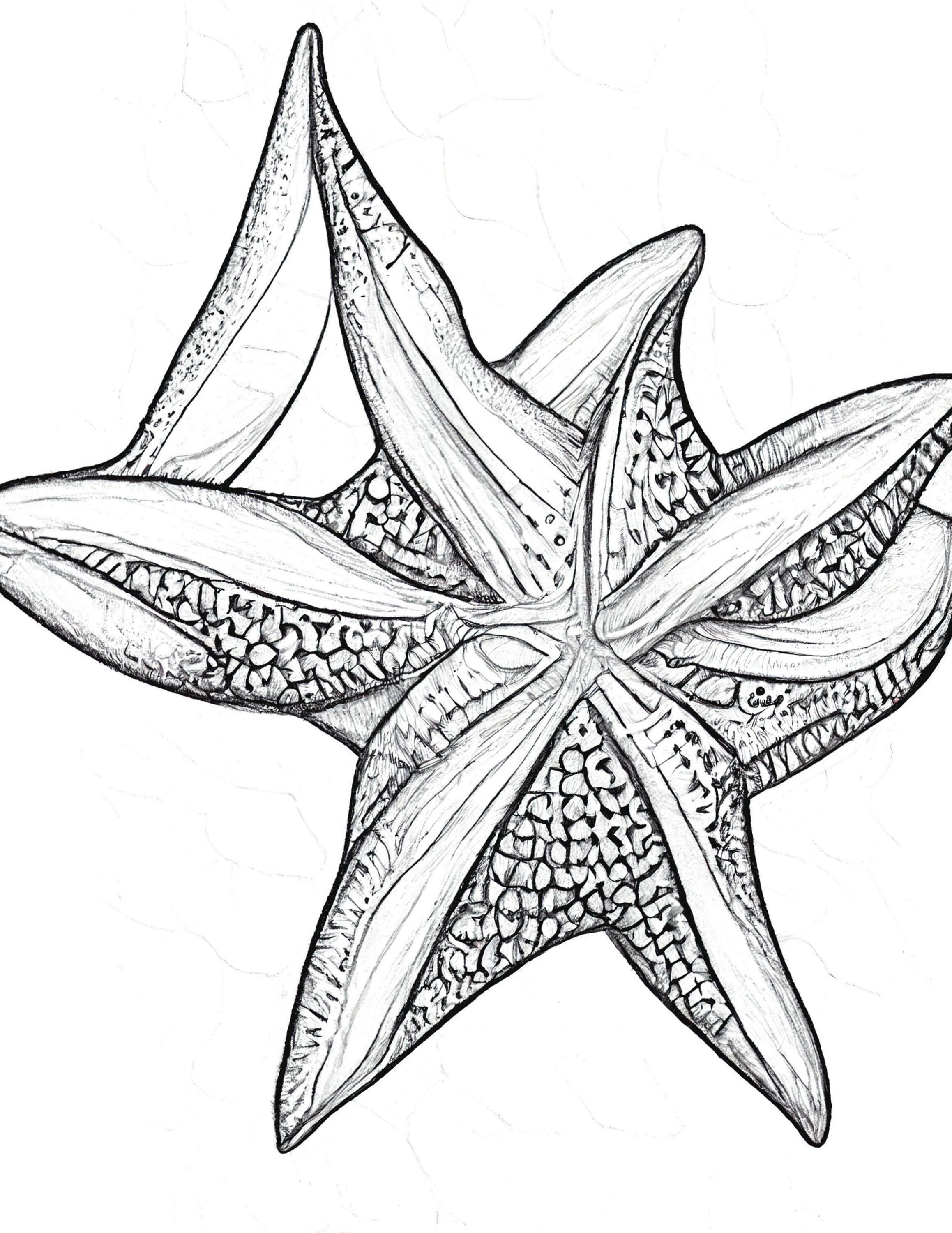 Starfish Colouring Pages - Big Bundle of 10 Images to Print and Colour ...