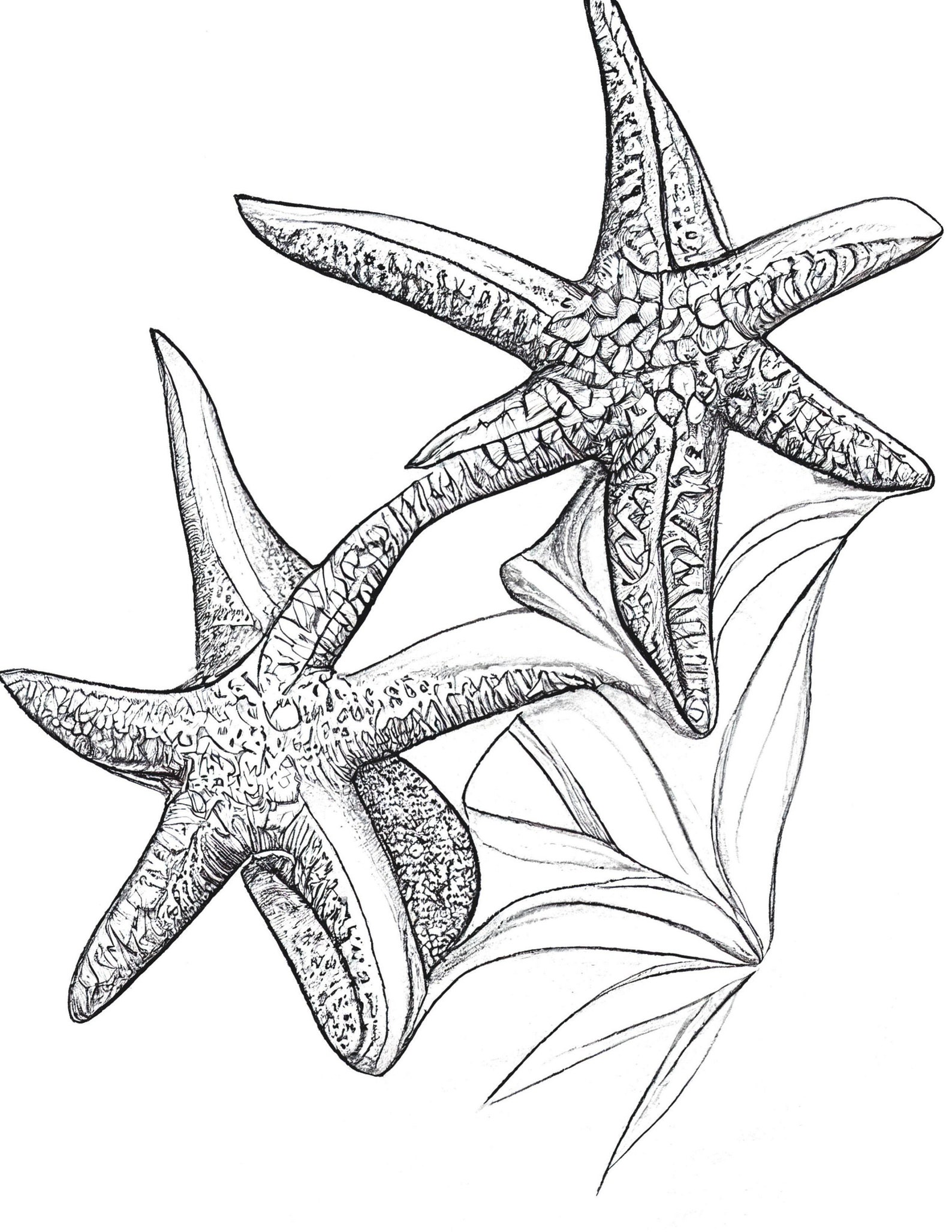 Starfish Colouring Pages - Big Bundle of 10 Images to Print and Colour. Easy Download and Keep ...