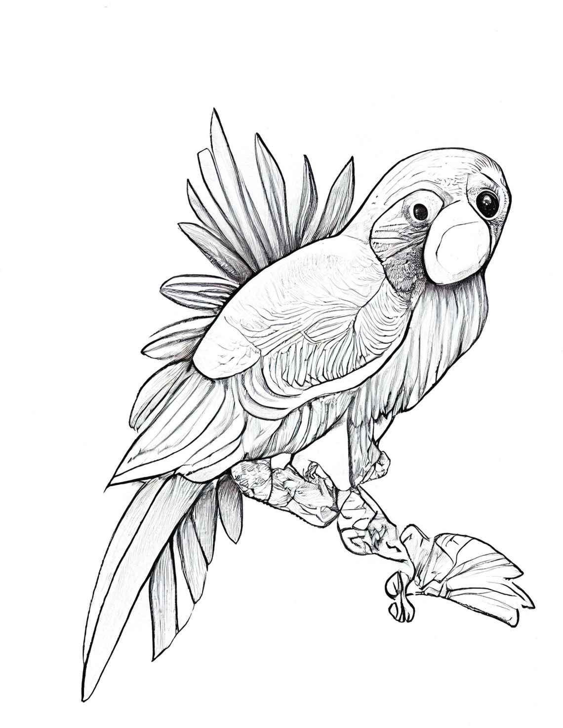 Parrots Colouring Pages - Big Bundle of 10 Images to Print and Colour ...