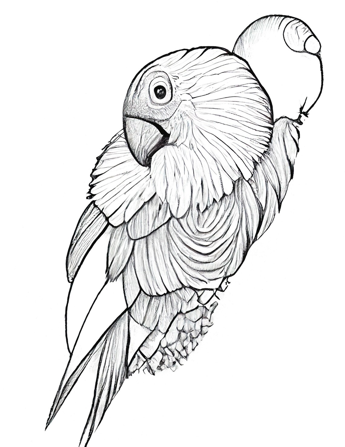 Parrots Colouring Pages - Big Bundle of 10 Images to Print and Colour ...