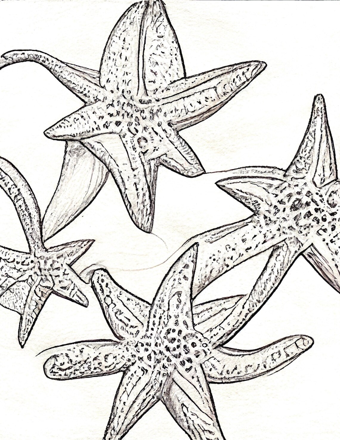Starfish Colouring Pages - Big Bundle of 10 Images to Print and Colour ...