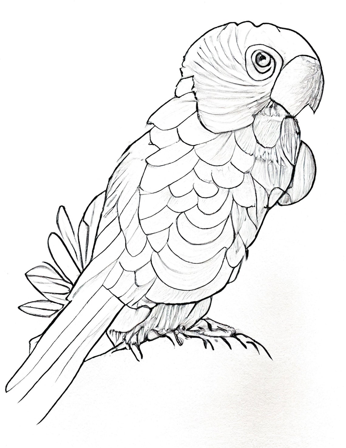Parrots Colouring Pages - Big Bundle of 10 Images to Print and Colour ...
