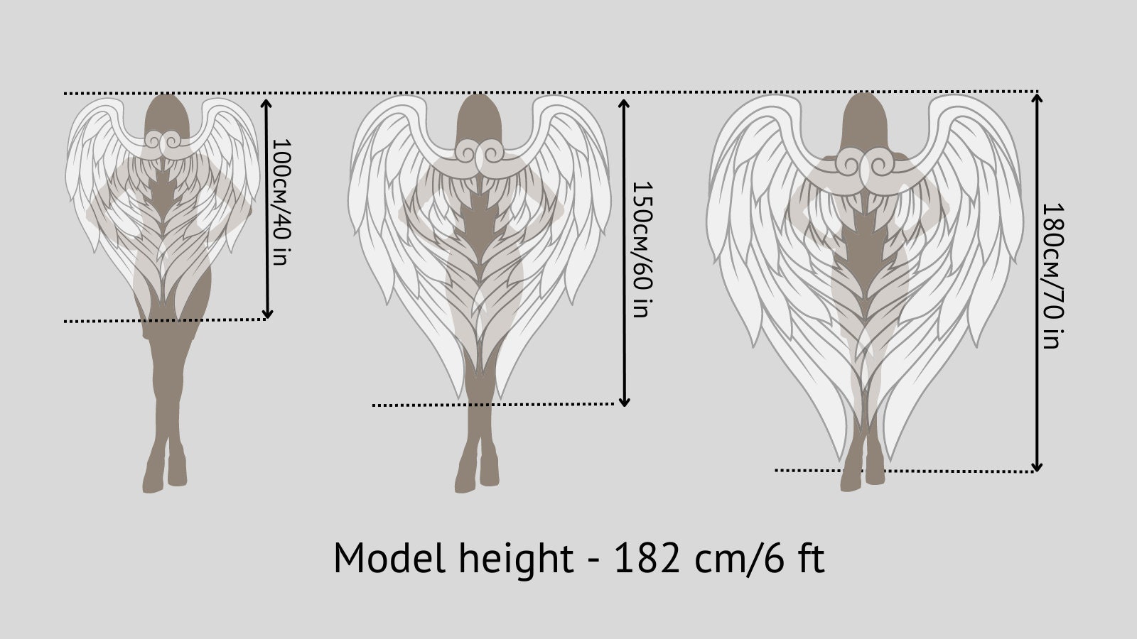 Angel Wing Anatomy