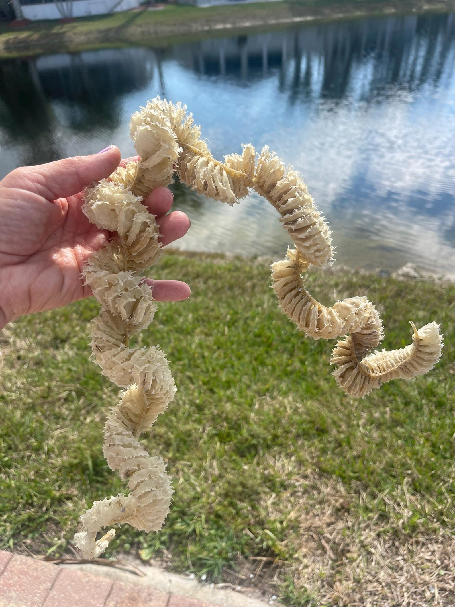 Florida Whelk Egg Casing - Etsy