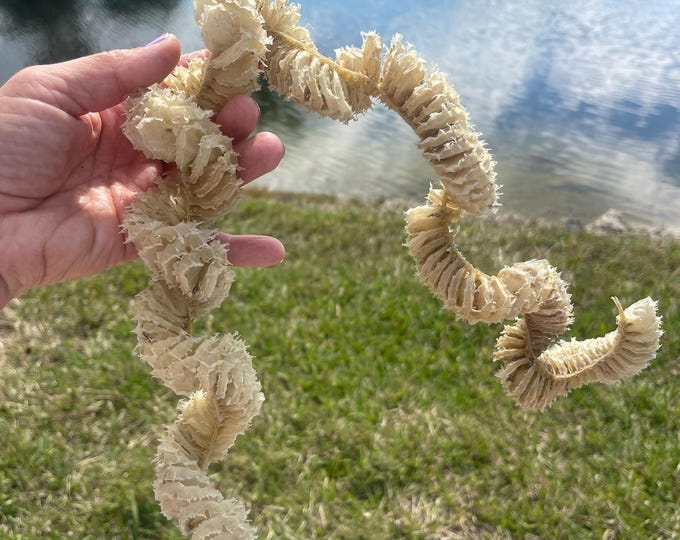 Florida Whelk Egg Casing - Etsy