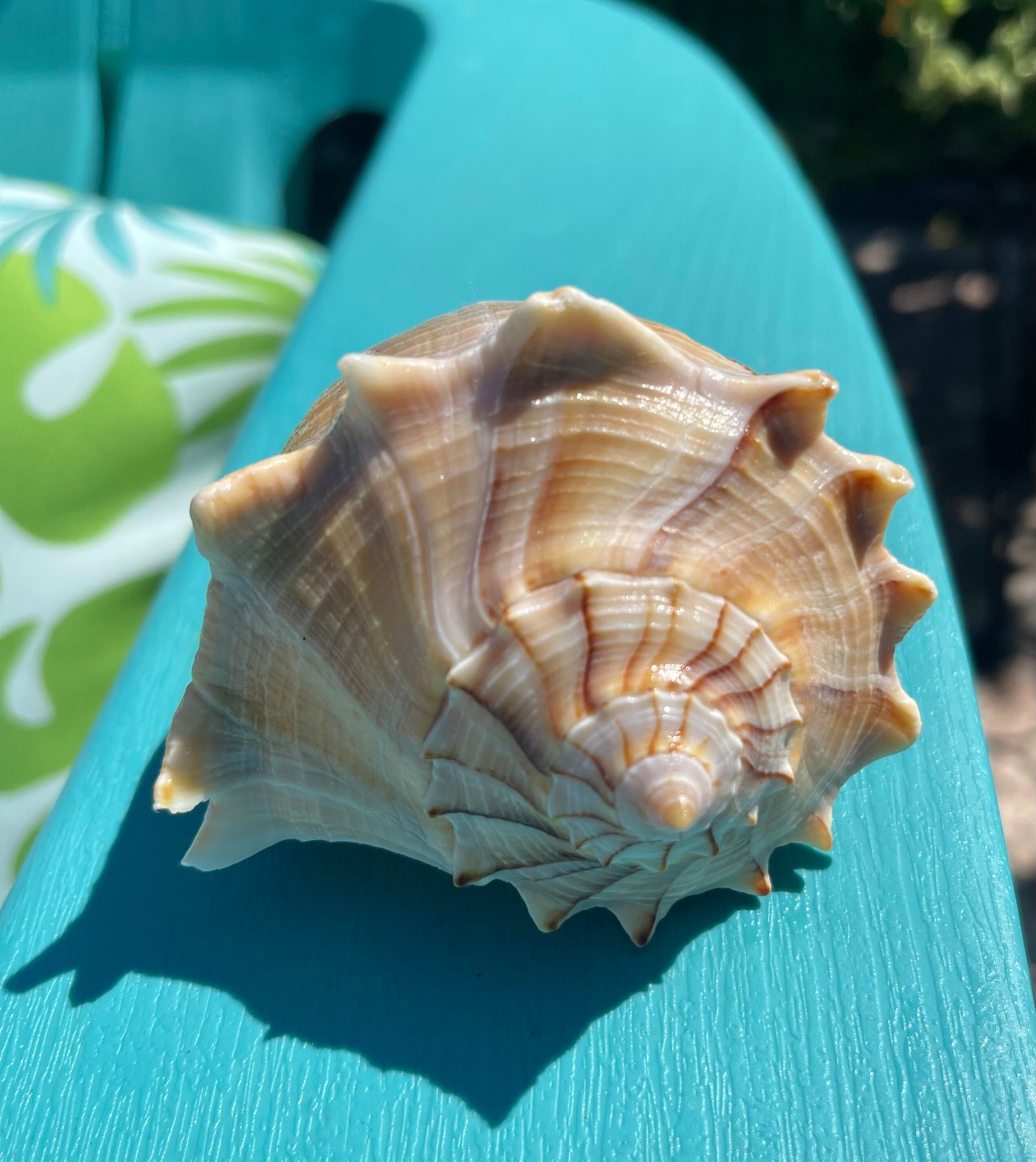 6 Inch Florida Lightning Whelk - Etsy