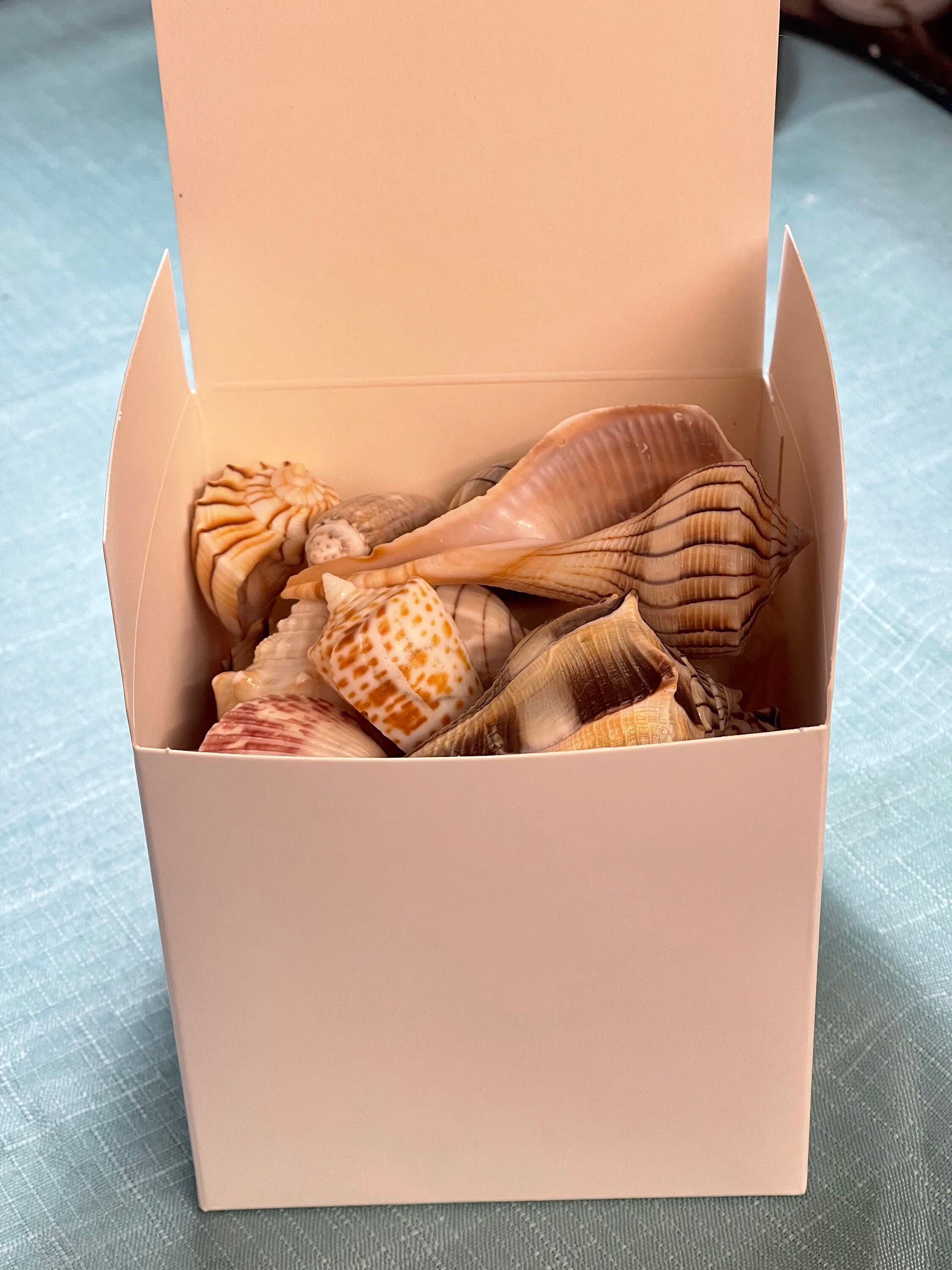 25 Piece Set of SW Florida Seashells - Etsy