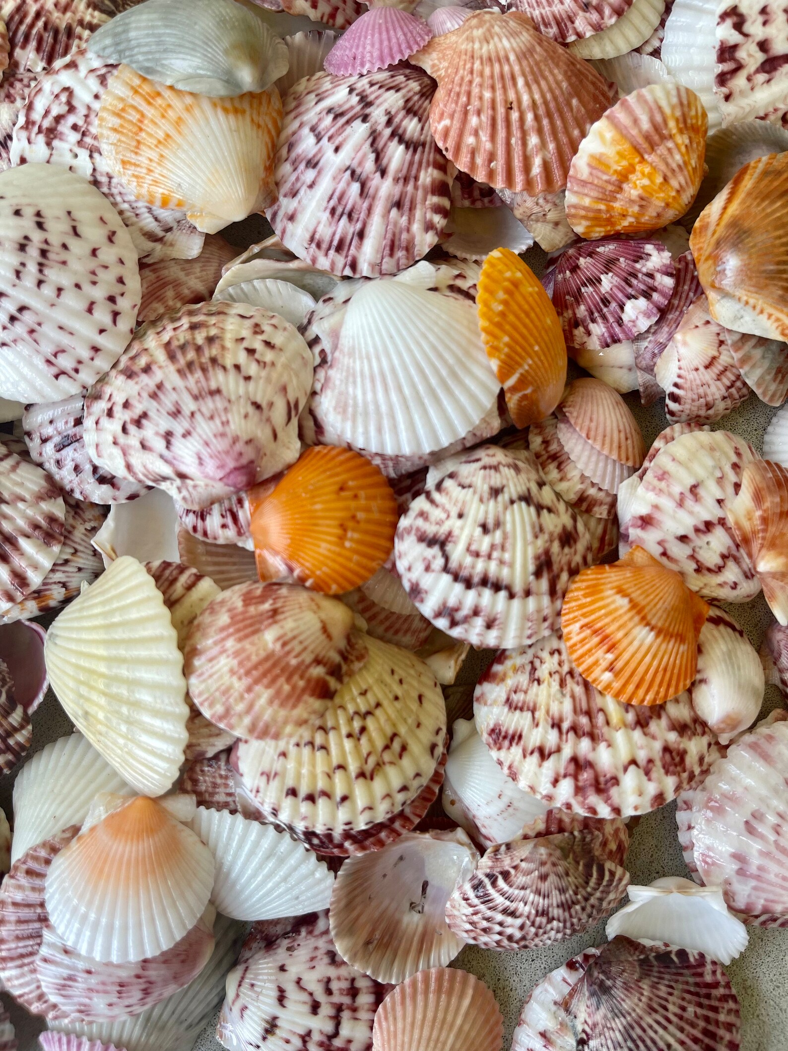 30 Southwest Florida Scallop Seashells - Etsy