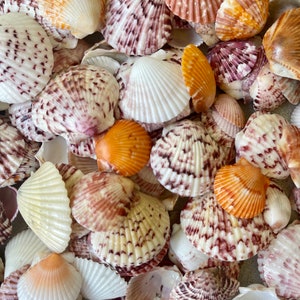 30 Southwest Florida Scallop Seashells - Etsy