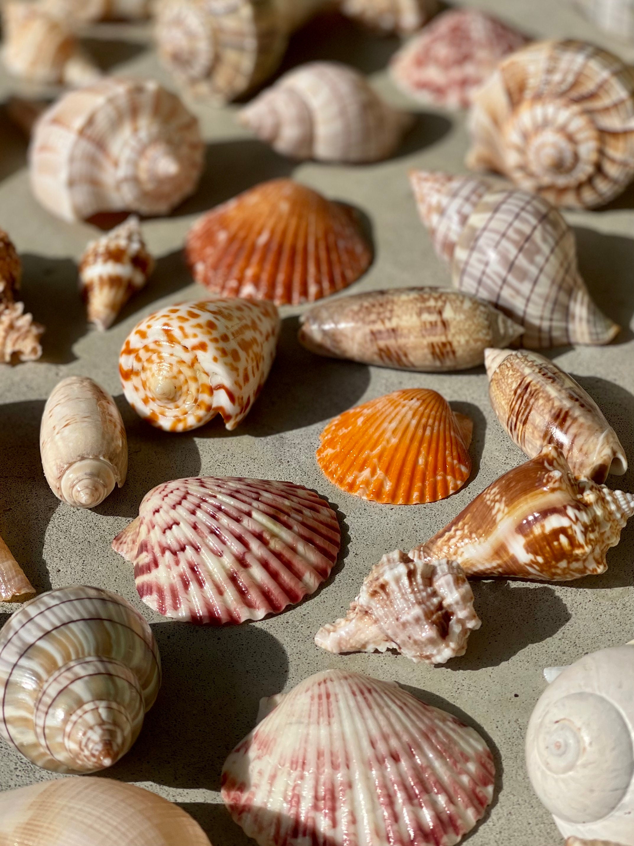 25 Piece Set of SW Florida Seashells - Etsy
