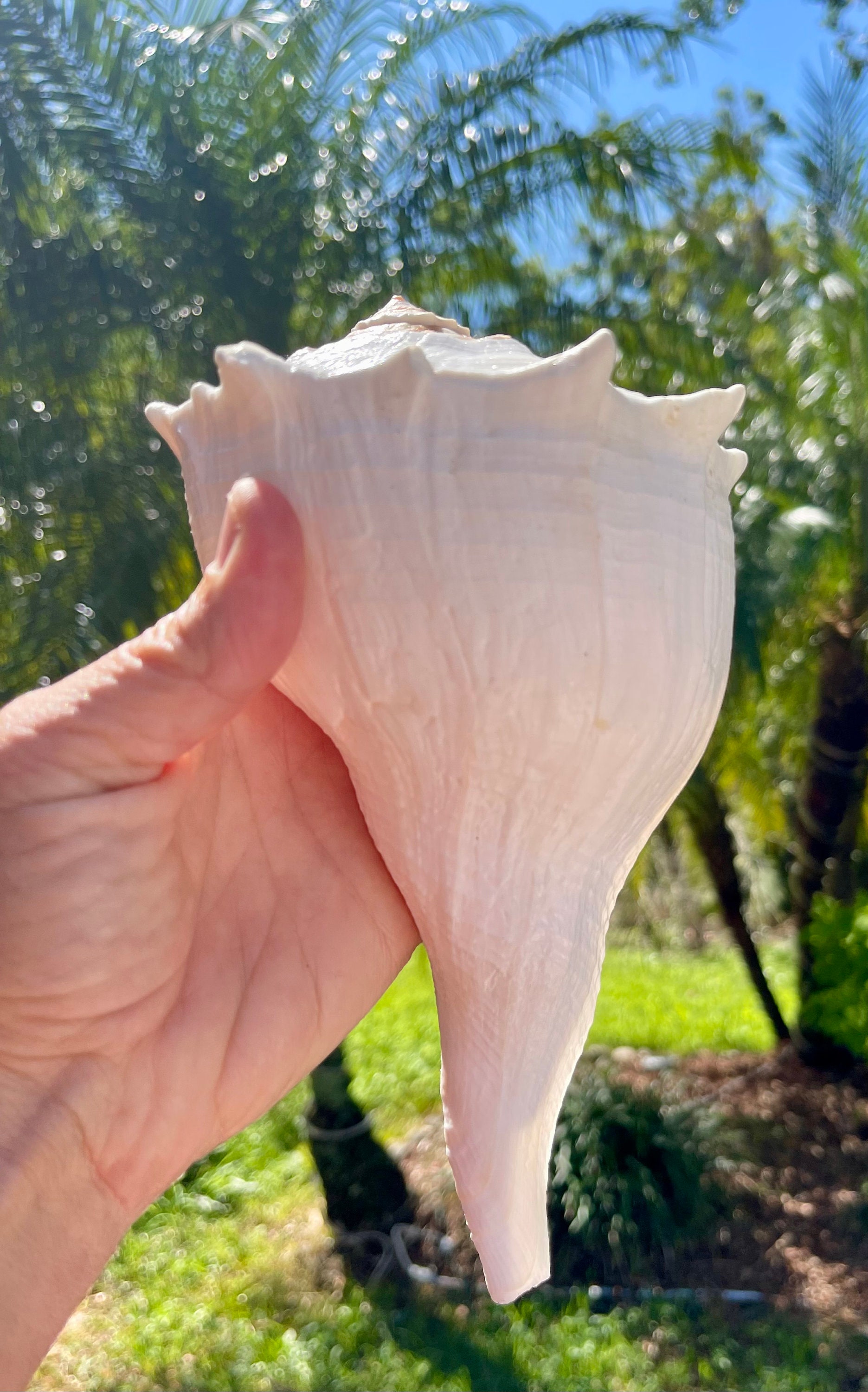 8 1/2 Inch Florida Lightning Whelk - Etsy