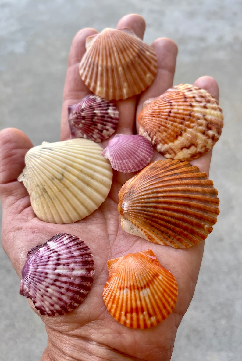 30 Southwest Florida Scallop Seashells - Etsy