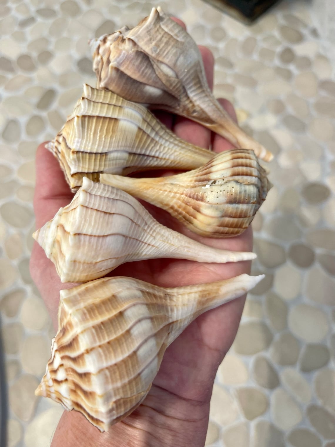 10 SW Florida Lightning Whelks - Etsy