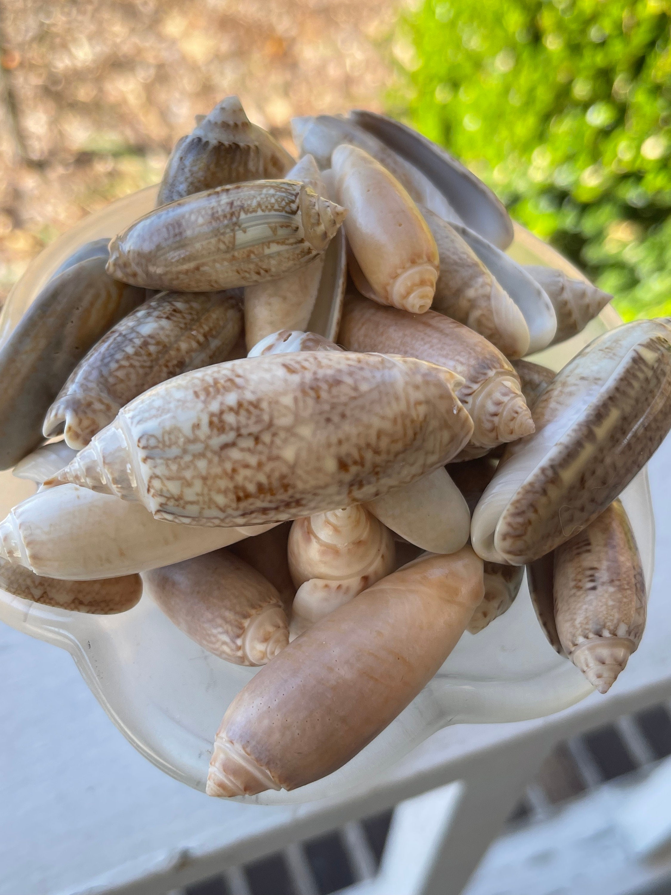 15 SW Florida Lettered Olive Seashells - Etsy